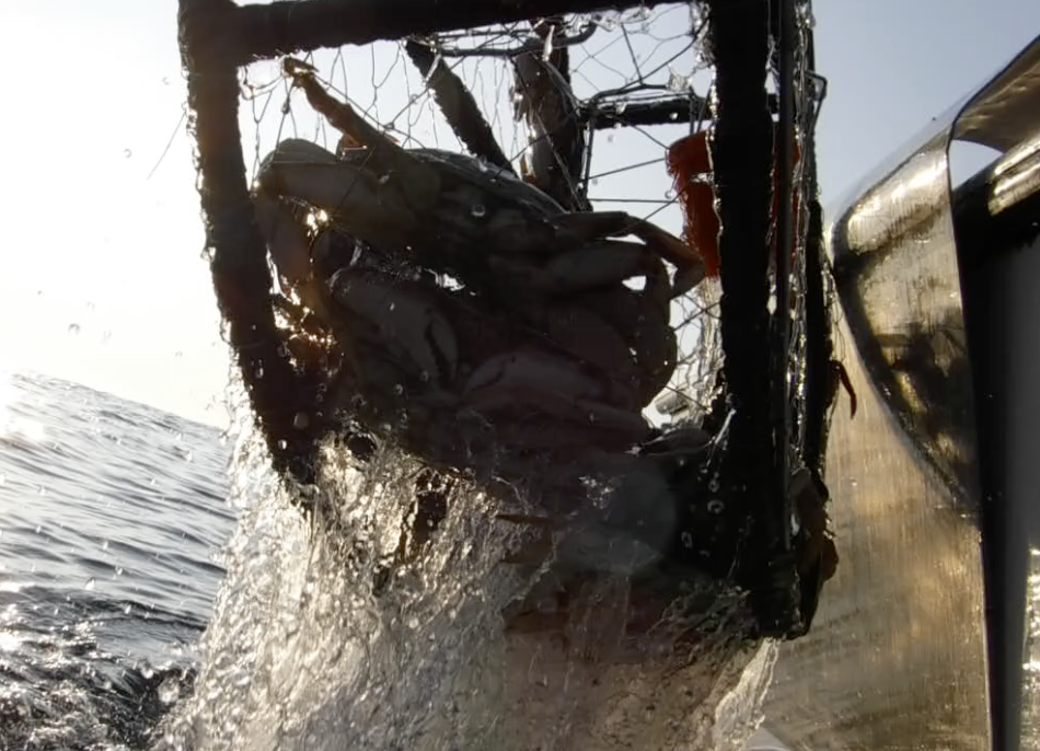 Additional Changes Coming for Hoop Net Crabbing | Fishing the North ...